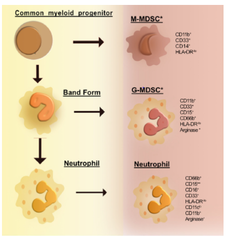 Using Flow Cytometry to Characterize Myeloid Derived Suppressor Cells ...
