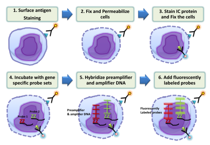 Lost in Translation: Detection of mRNA by Flow Cytometry
