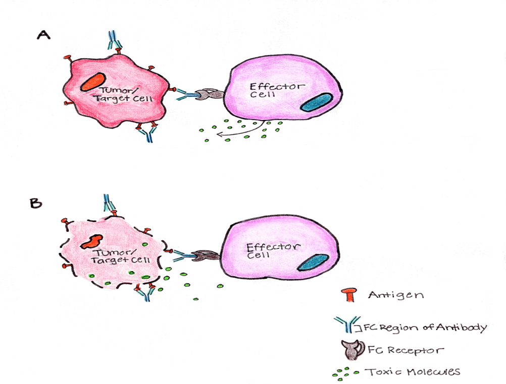 To Fc or not Fc: An assay for the question