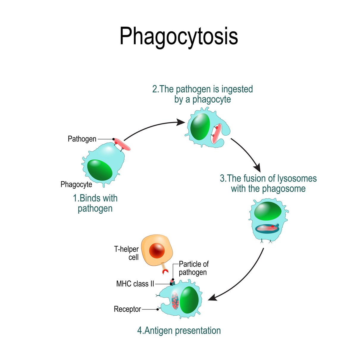 Measuring Innate Immune/Phagocytic Cell Function by Flow Cytometry
