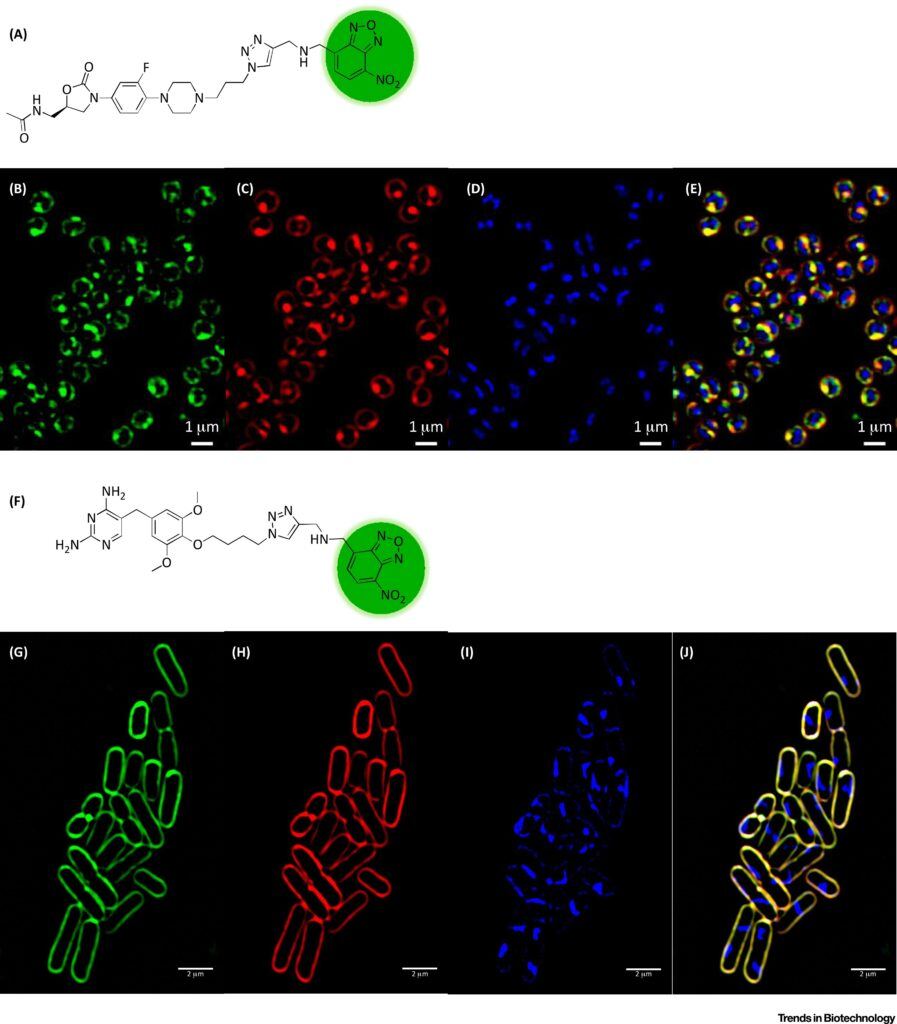 Fluorescent Cell Barcoding Using Flow Cytometry For High Throughput Testing