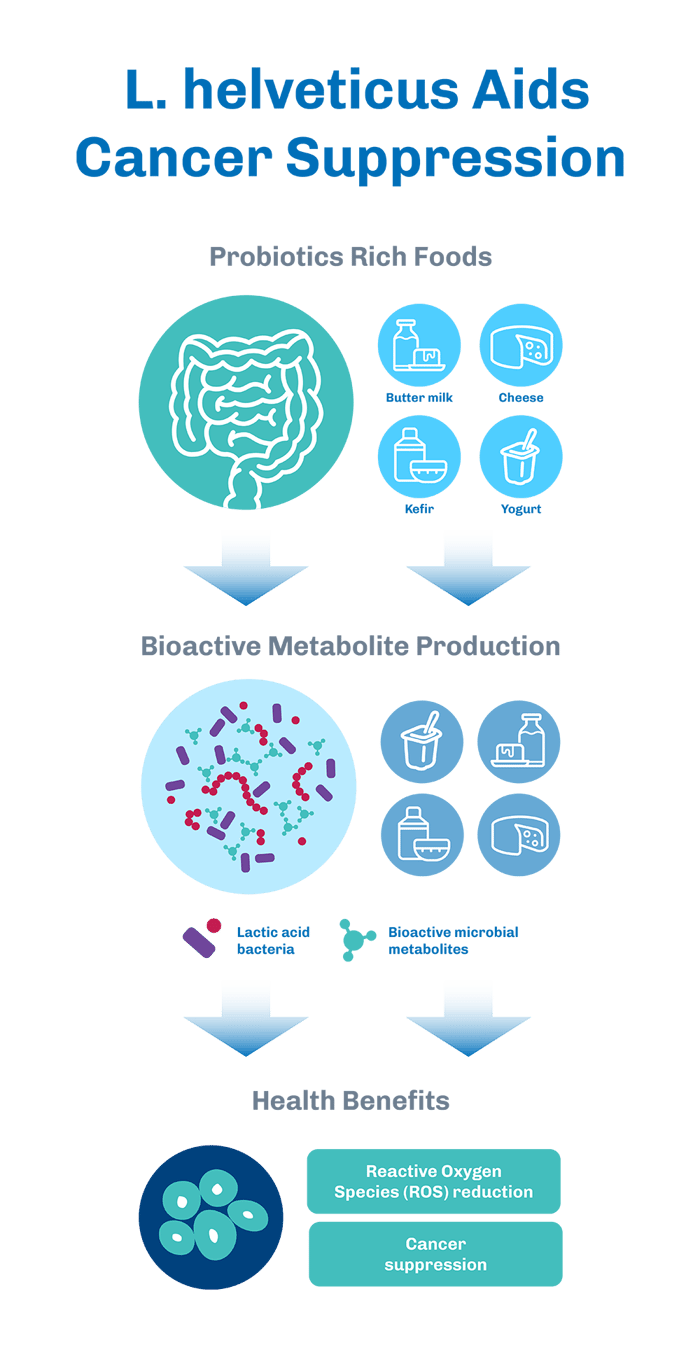 L.helveticus: A lactobacilli for cancer treatment