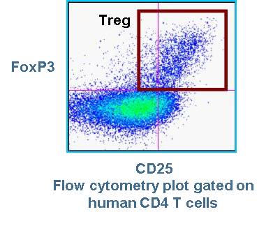Quantification of Regulatory T Cells in Mouse Tumor Specimens Using ...